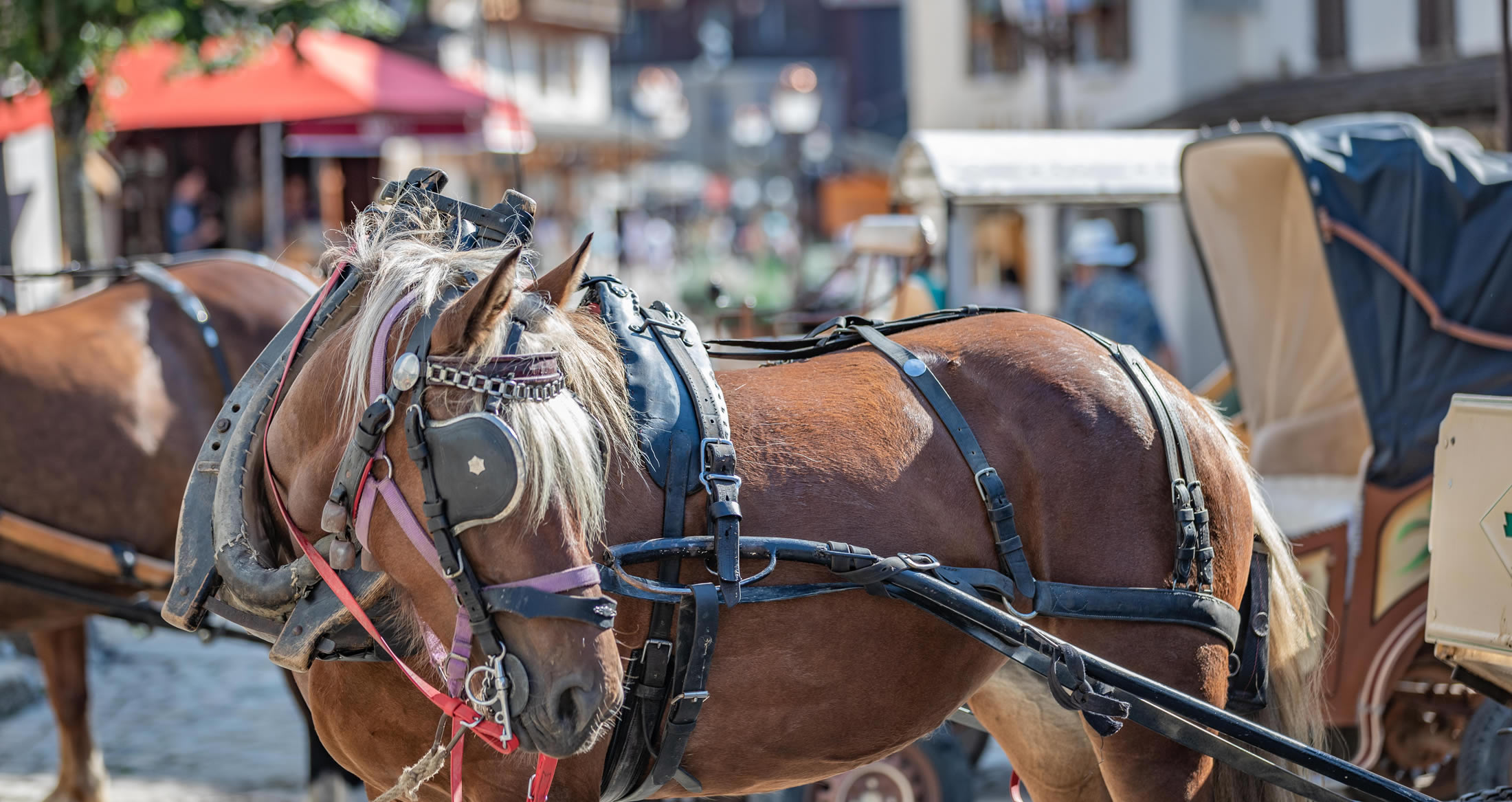 Promenades en calèche